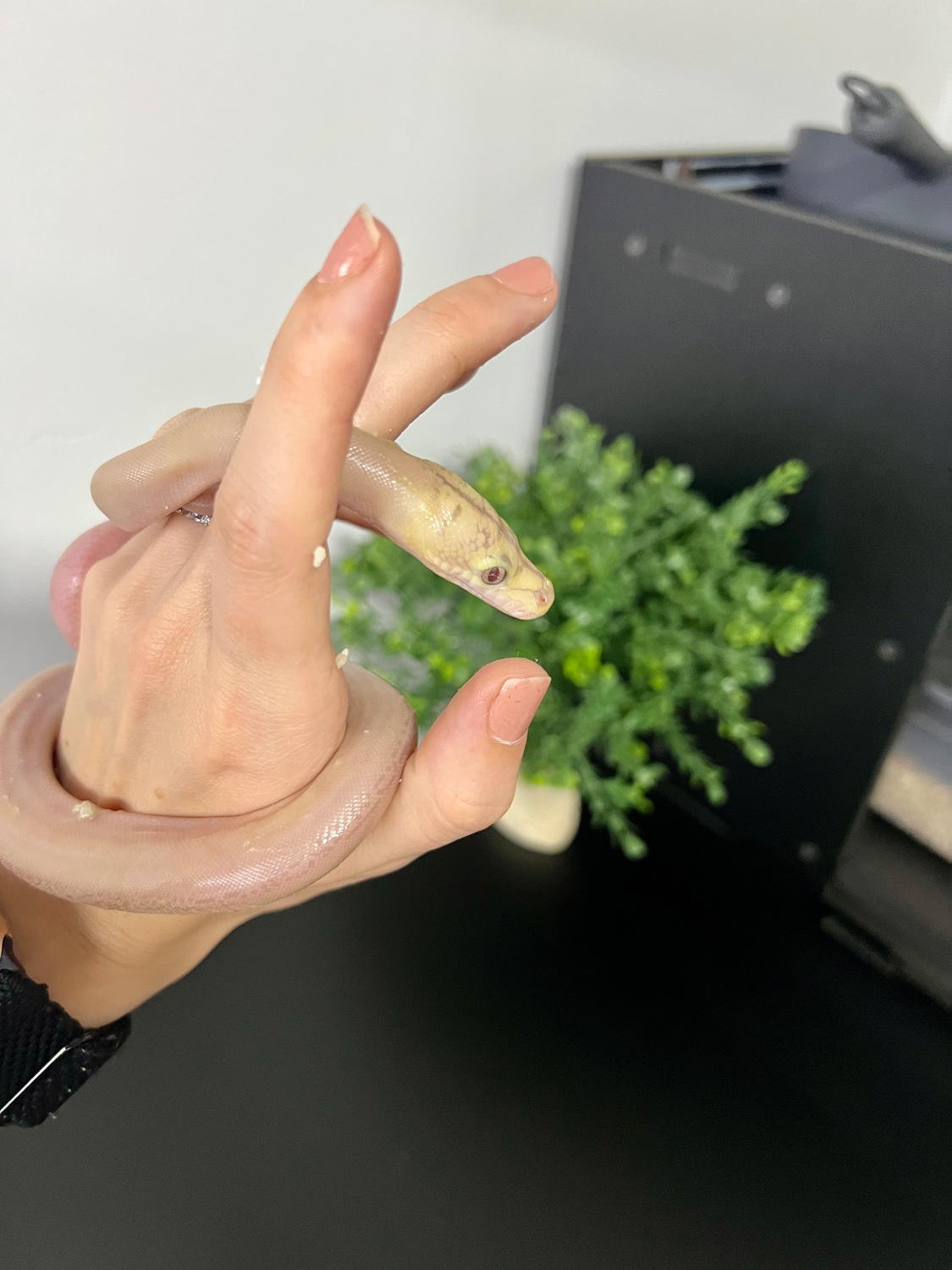 59.37% SD/D Motley GC Purple Snow Reticulated Python by Prodigy Pythons ...