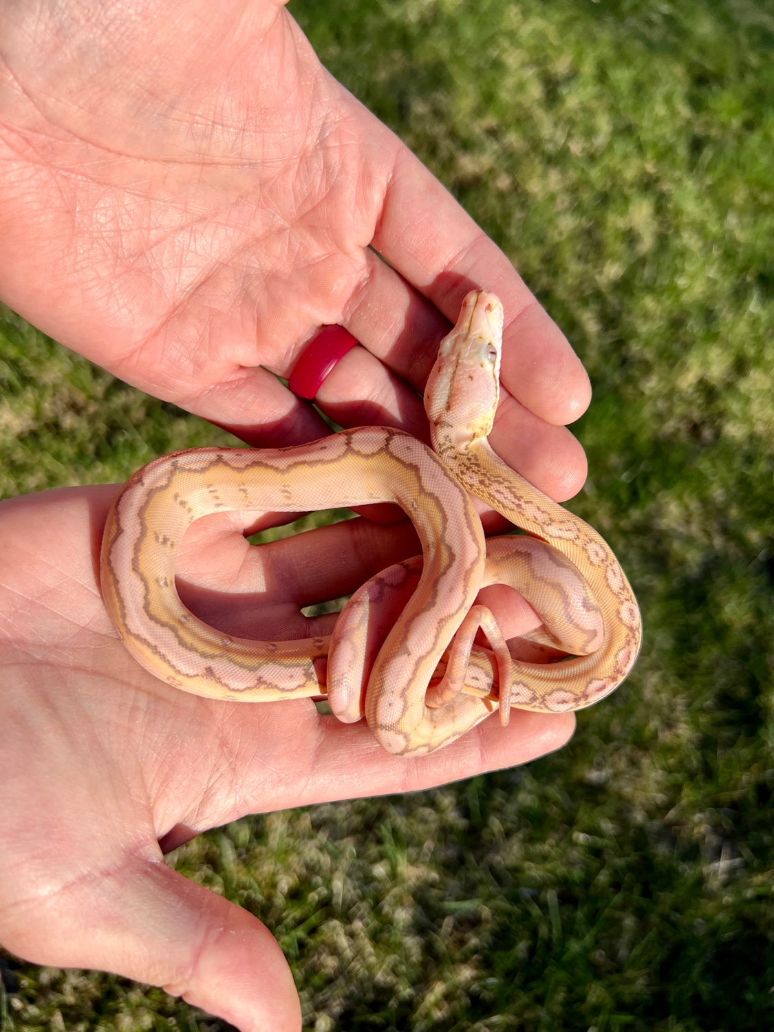 59.37% SD/D Motley Purple Snow Reticulated Python by Prodigy Pythons ...