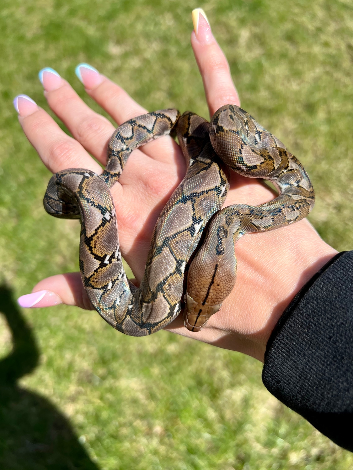 59.37% SD/D Anery 66% Het Purple Snow Reticulated Python by Prodigy ...