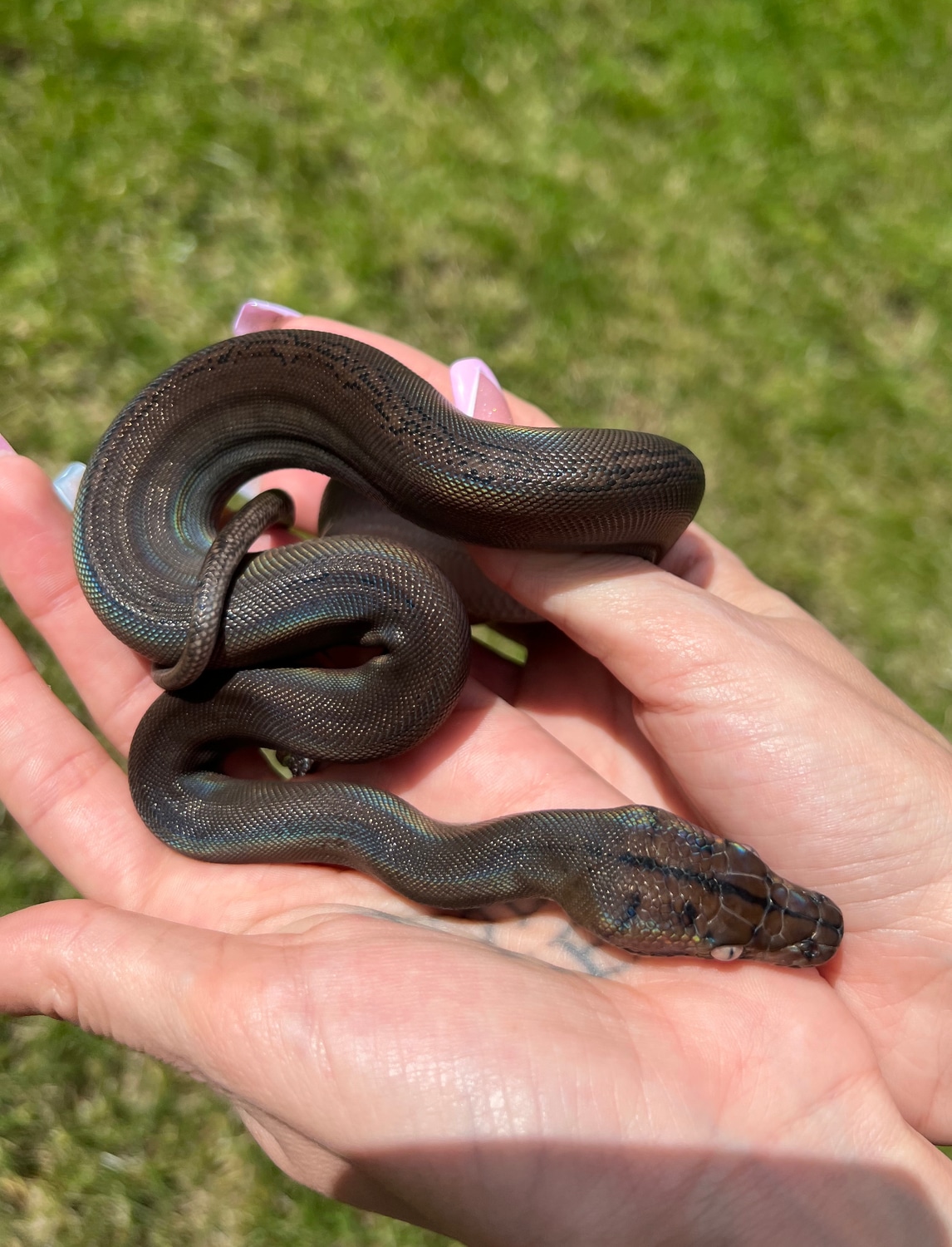 59.37% SD/D GC Anery 66% Het Purple Snow Reticulated Python by Prodigy ...