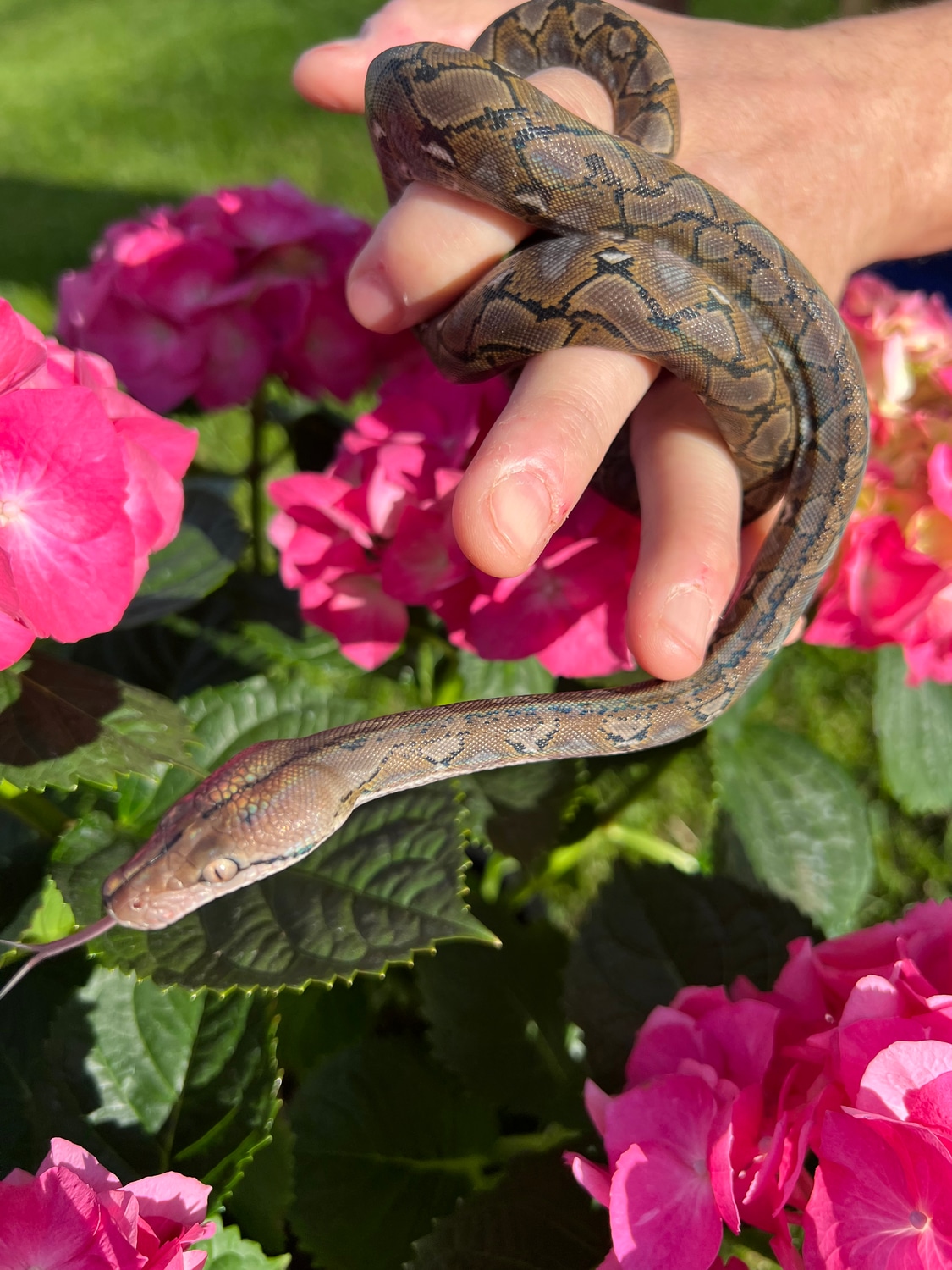 59.37% SD/D Anery 66% Het Purple Snow Reticulated Python by Prodigy ...