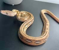 GC Tiger Cow Poss Sunfire Platinum 50% Het Purple/Caramel Reticulated ...
