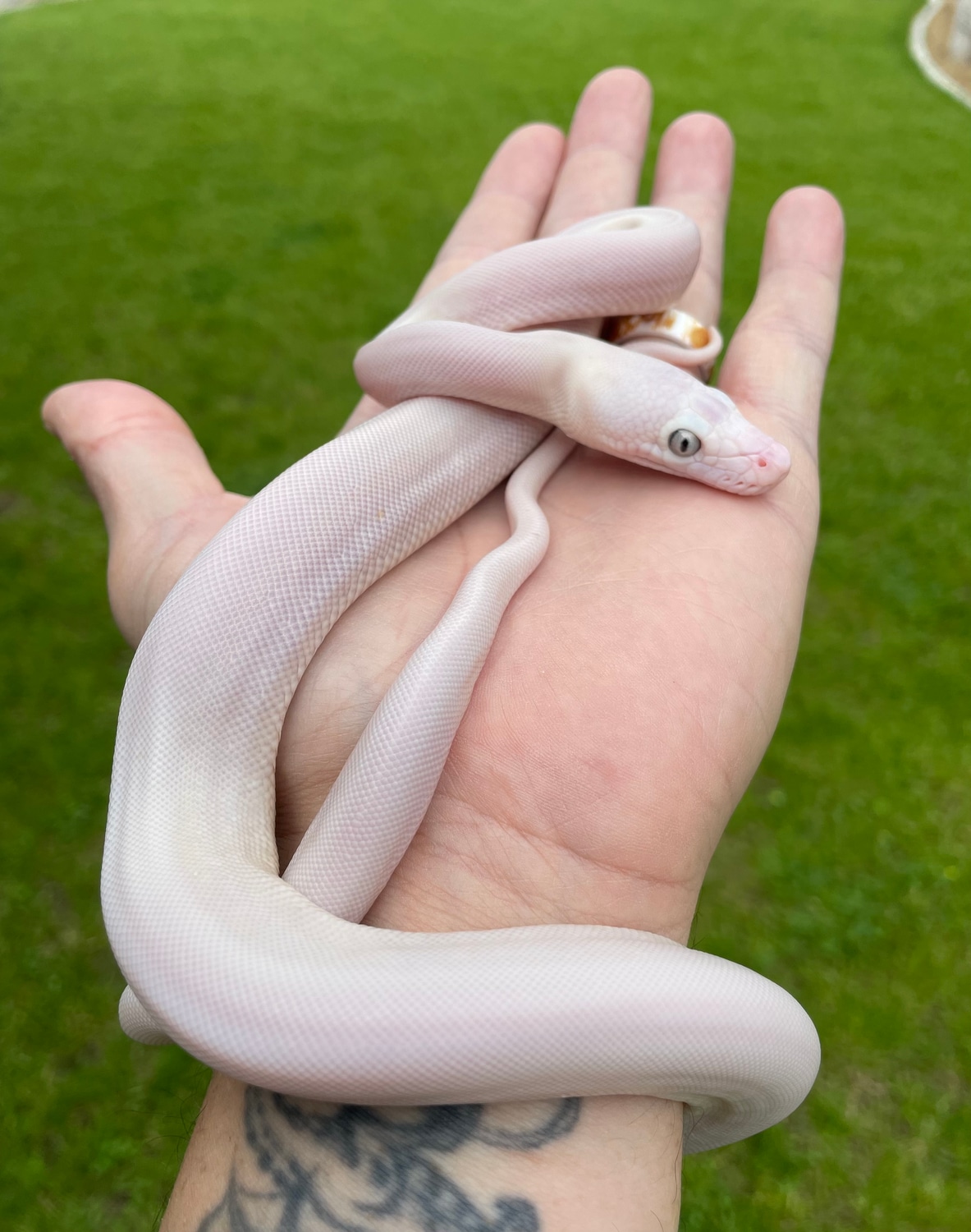GC Tiger Cow Poss Sunfire Platinum 50% Het Purple/Caramel Reticulated ...