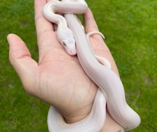 Tiger Cow Poss GC Sunfire Platinum 50% Het Purple/Caramel Reticulated ...