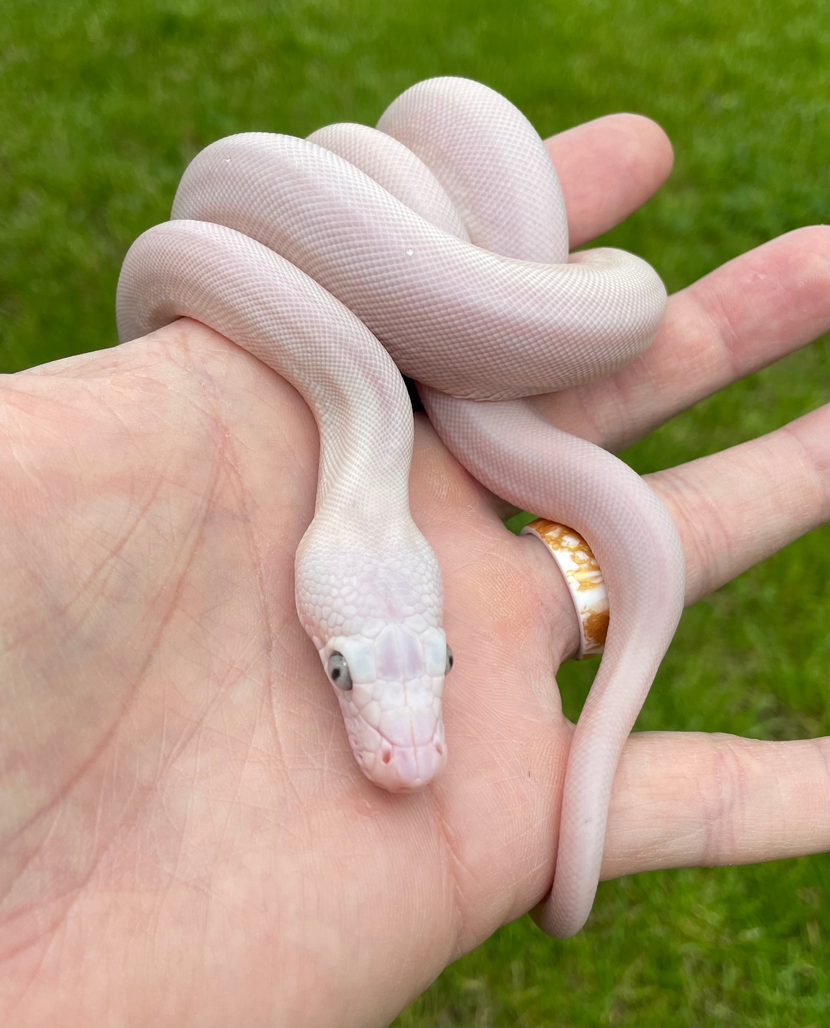 Tiger Cow Poss GC Sunfire Platinum 50% Het Purple/Caramel Reticulated ...