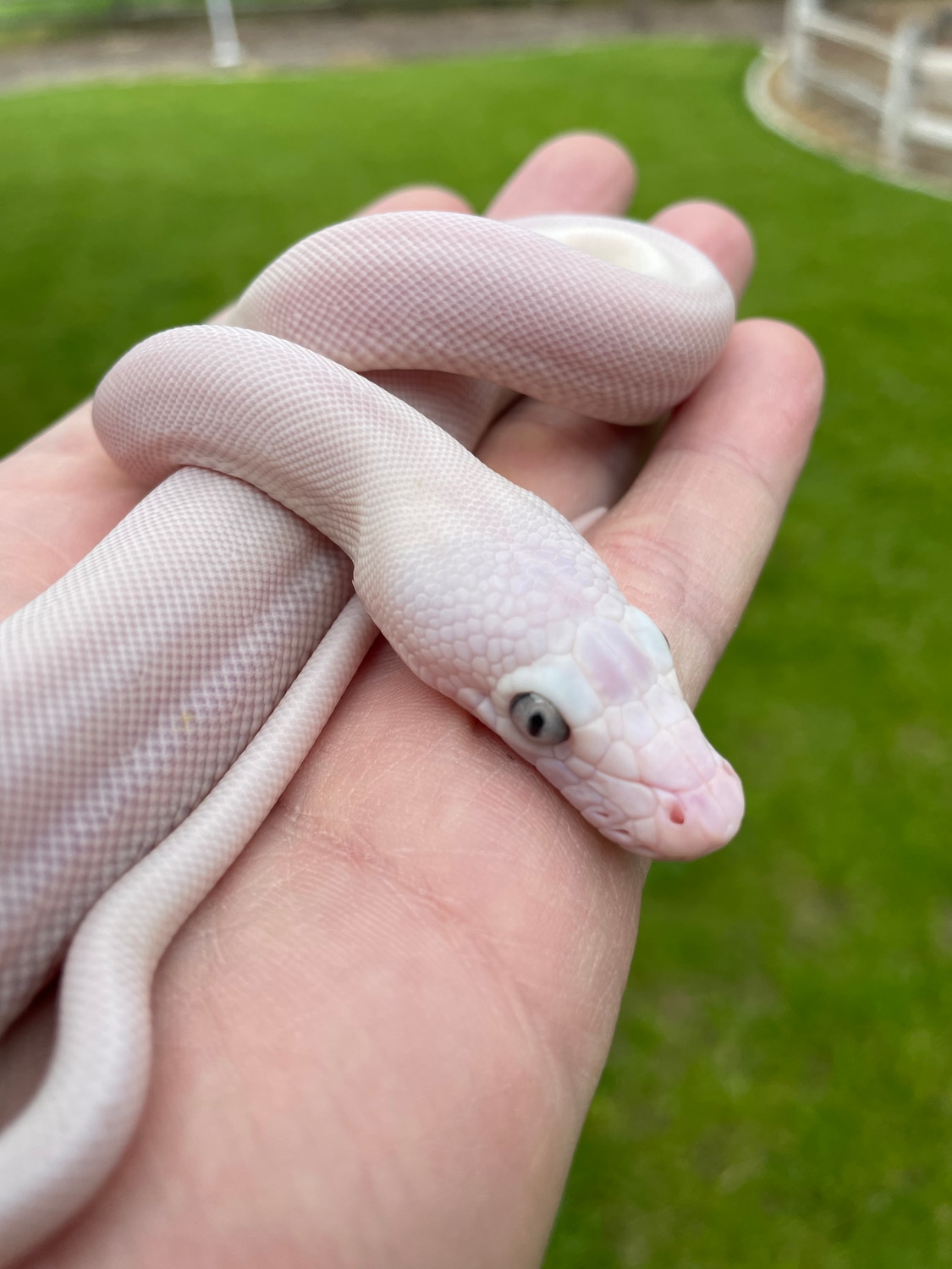 GC Tiger Cow Poss Sunfire Platinum 50% Het Purple/Caramel Reticulated ...