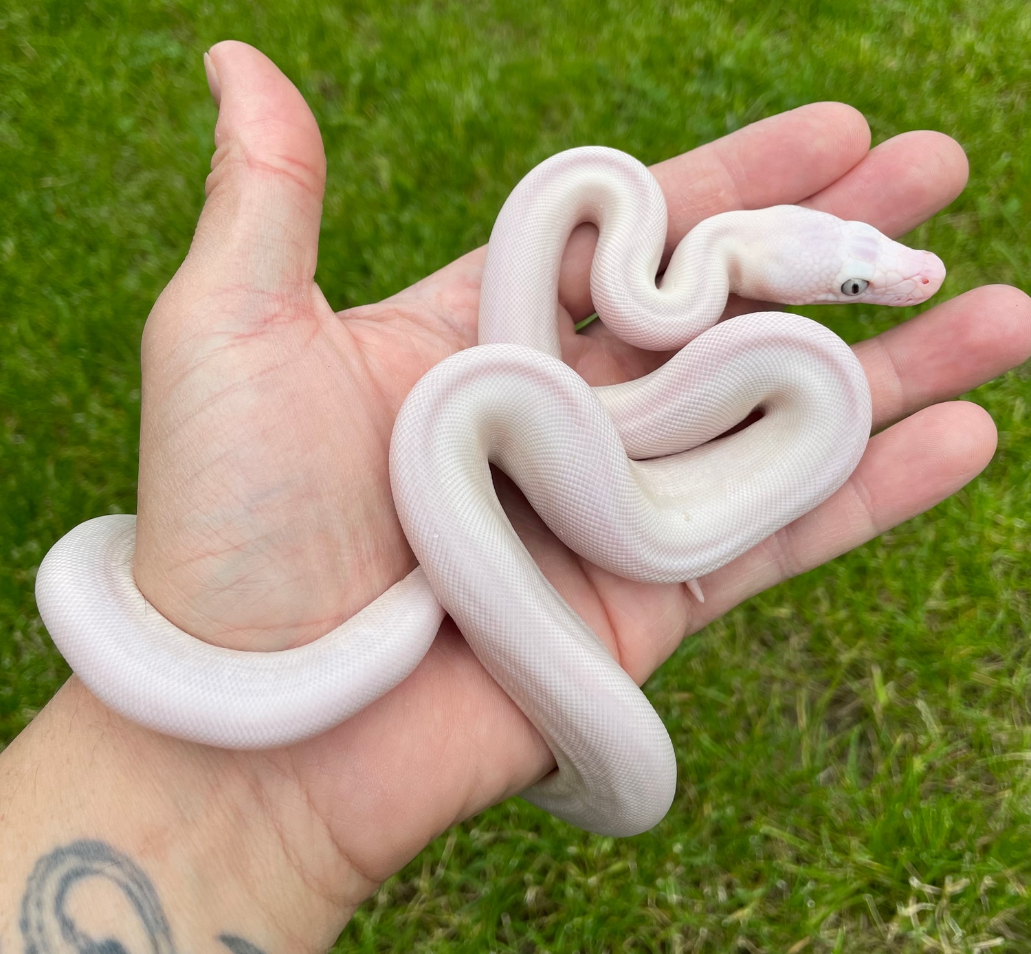 GC Tiger Cow Poss Sunfire Platinum 50% Het Purple/Caramel Reticulated ...