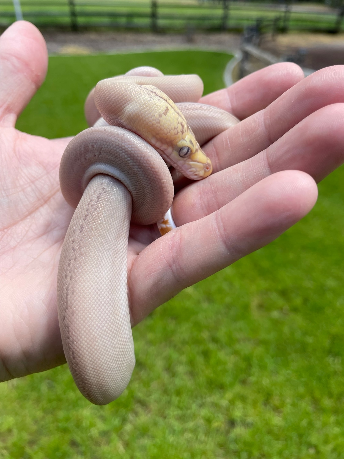 59.37% SD/D Motley GC Purple Snow Reticulated Python by Prodigy Pythons ...