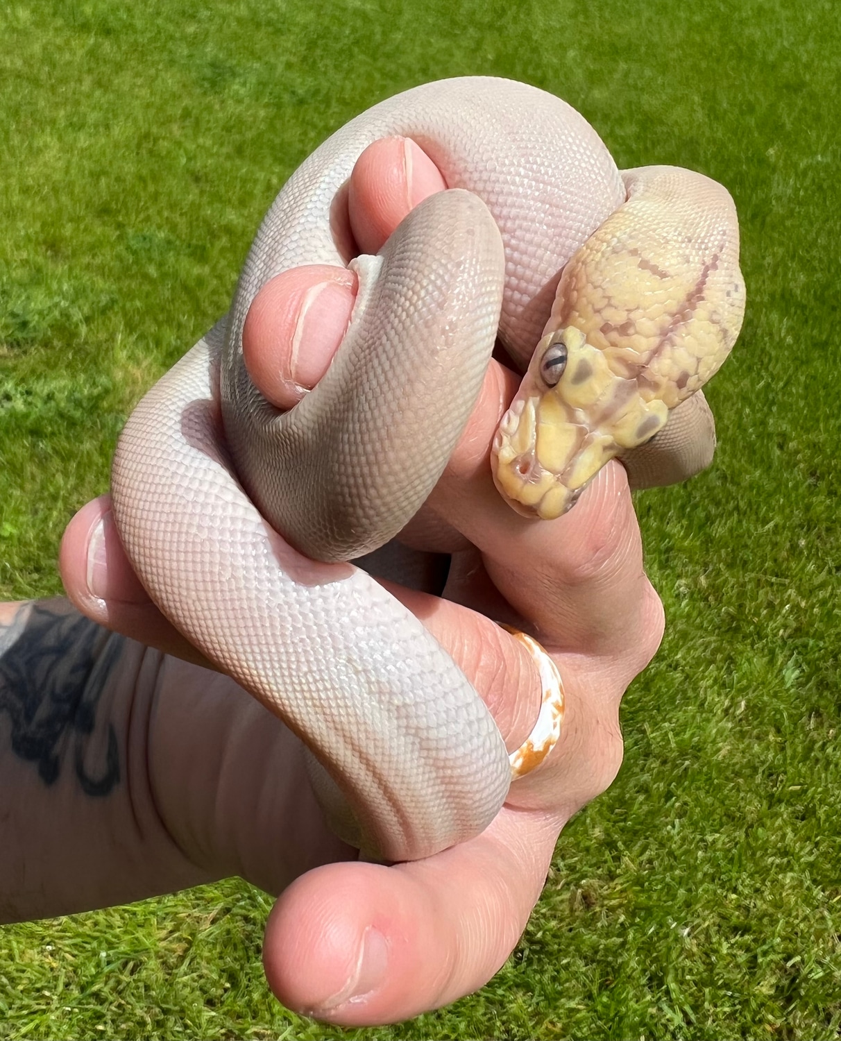 59.37% SD/D Motley GC Purple Snow Reticulated Python by Prodigy Pythons ...