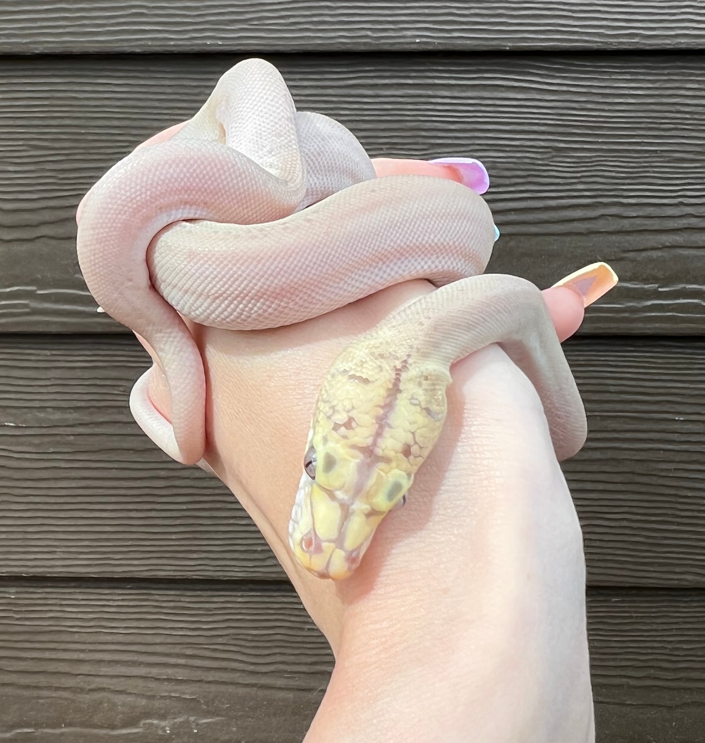 59.37% SD/D Motley GC Purple Snow Reticulated Python by Prodigy Pythons ...