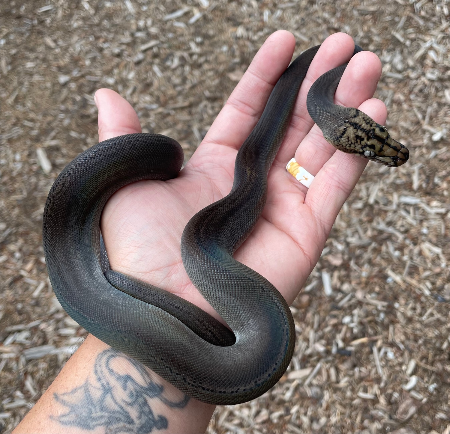 59.37% SD/D Motley GC Anery 66% Het Purple Snow Reticulated Python by ...