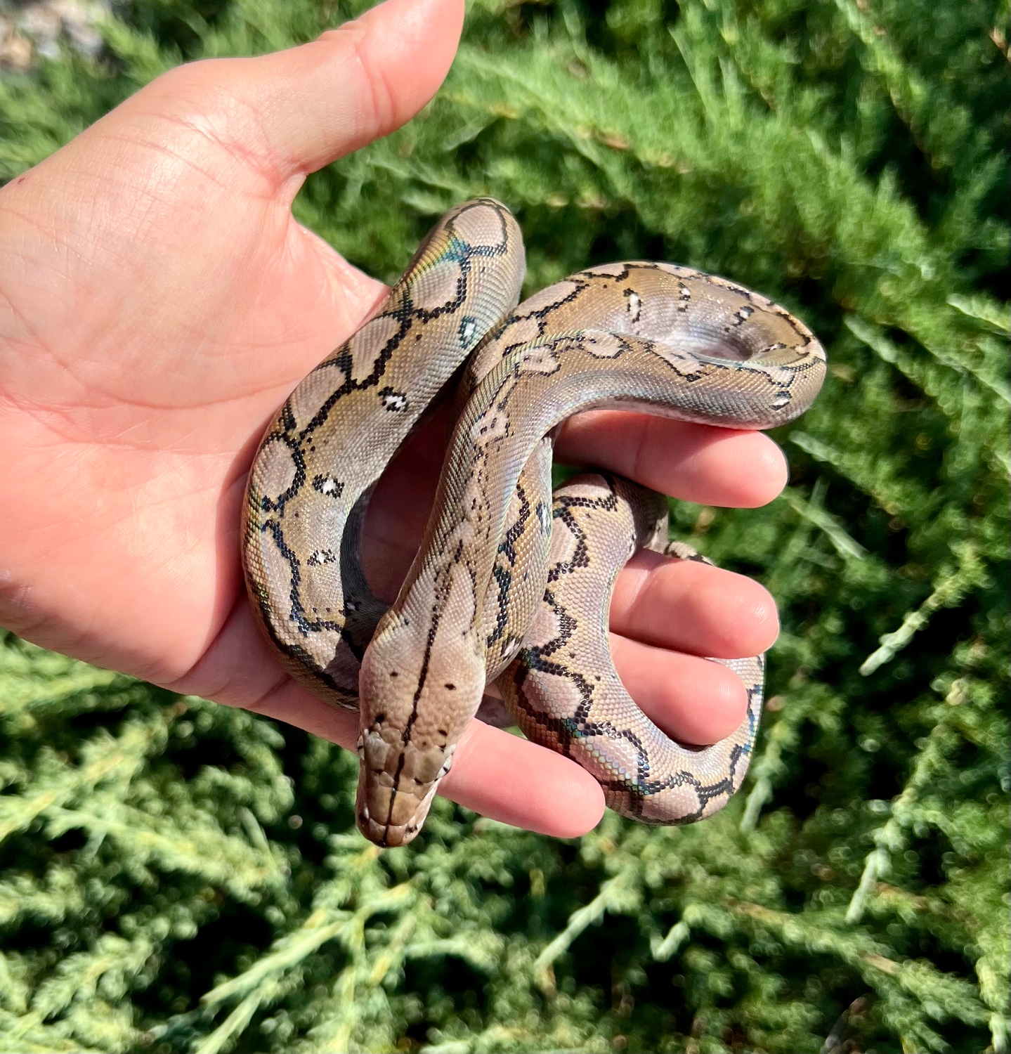 59.37% SD/D Motley Anery 66% Het Purple Snow Reticulated Python by ...