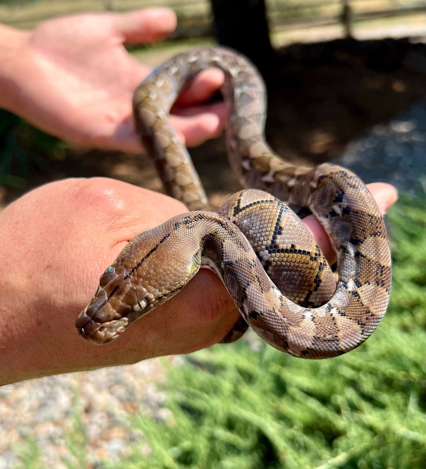 59.37% SD/D Anery 66% Het Purple Snow Reticulated Python by Prodigy ...