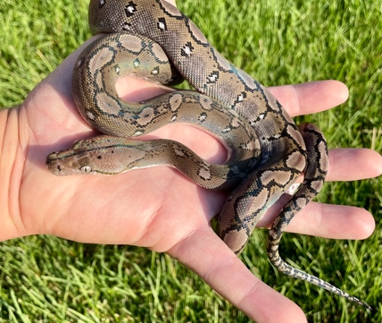 GC Tiger Cow Poss Sunfire Platinum 50% Het Purple/Caramel Reticulated ...