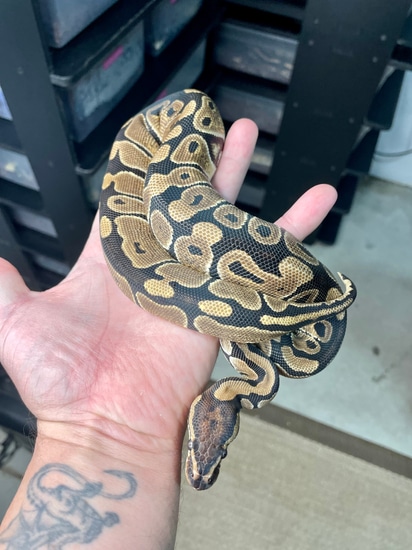 Cypress Ball Python by Prodigy Pythons