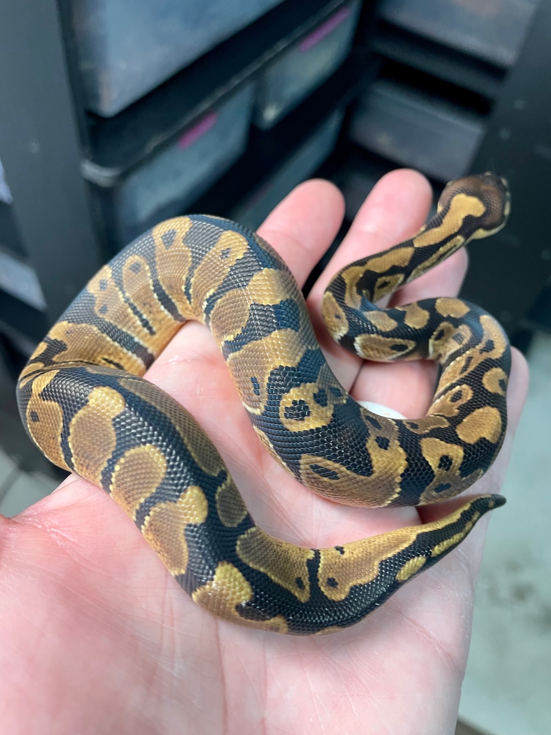100% Het DG, 50% Het Hypo, 50% Het Caramel Albino Ball Python by ...