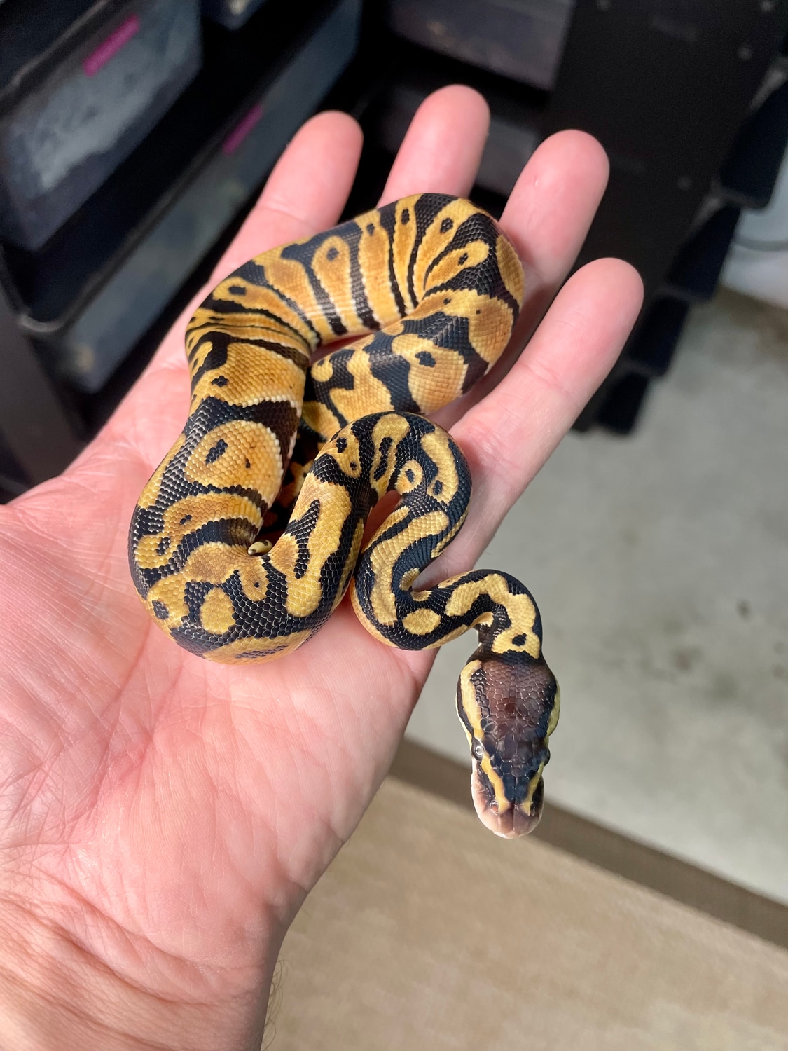 Pastel 100% Het DG, 50% Het Hypo, 50% Het Caramel Albino Ball Python by ...