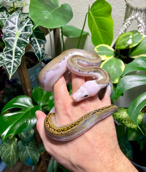 White Headed Pied Het Albino Reticulated Python by Prodigy Pythons