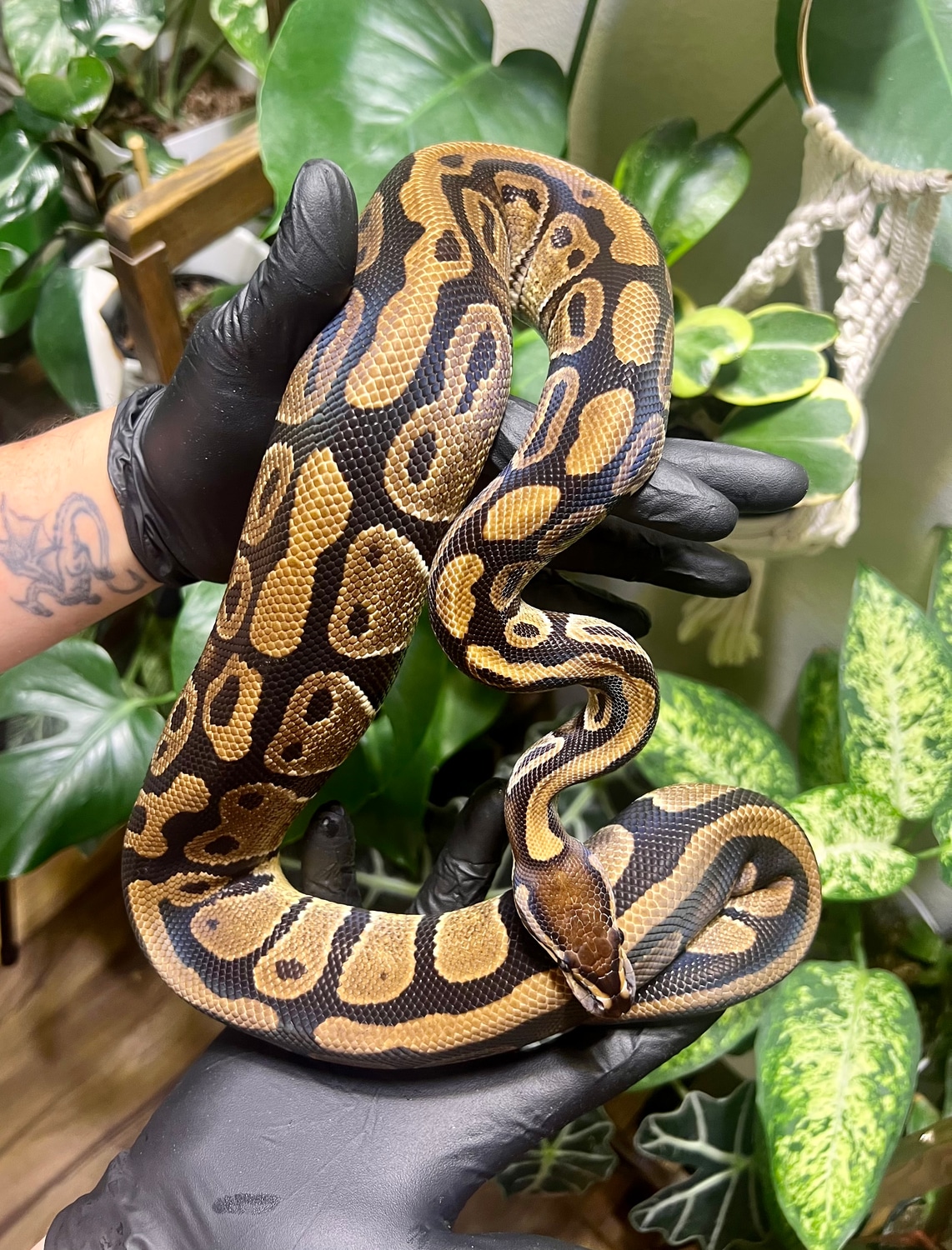 0.1 Dh DG/Pied Ball Python by Prodigy Pythons - MorphMarket