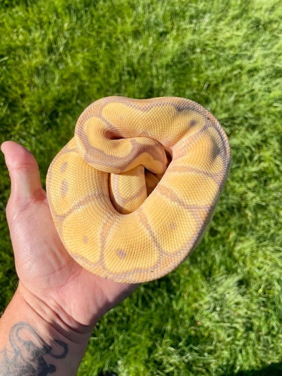 CG YB Clown Ball Python by Prodigy Pythons