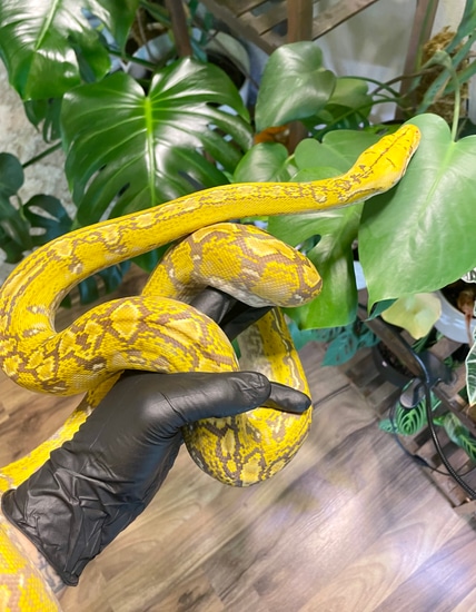 OG Marble Ph Anery 31% D/SD Reticulated Python by Prodigy Pythons