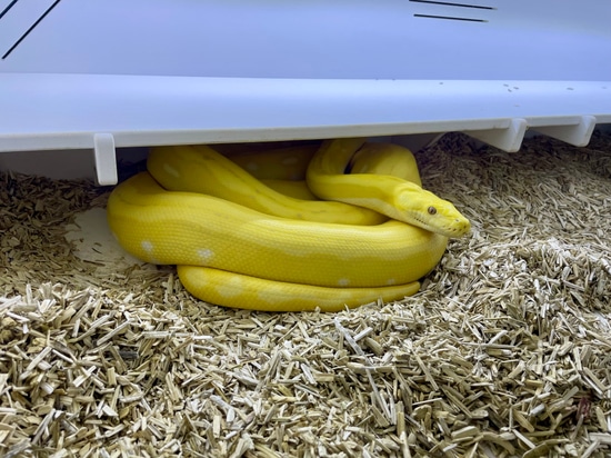 Renick Ghost Marble Sunfire Tiger 50% Het Genetic Stripe Reticulated ...