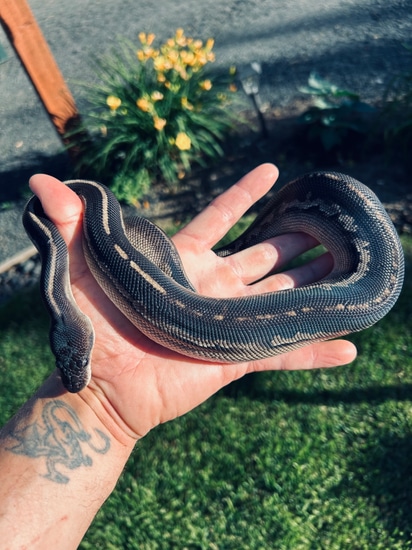 Super Black Head Cinnamon Phantom Ball Python by Prodigy Pythons
