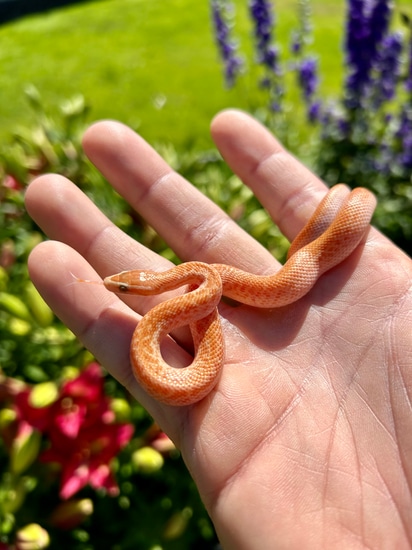 KZN Red T- Albino House Snake by Prodigy Pythons