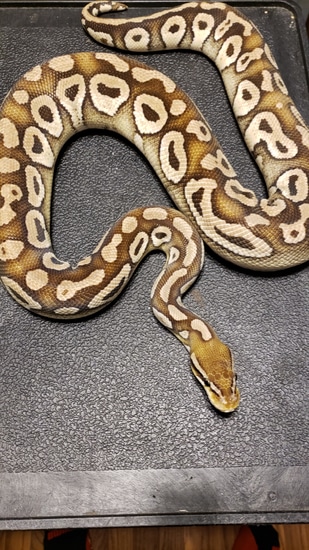 Pastave Het Monsoon Ball Python by Triangle Reptile and Rodents