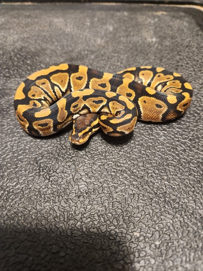 DH Monsoon Clown Female Ball Python by Triangle Reptile and Rodents