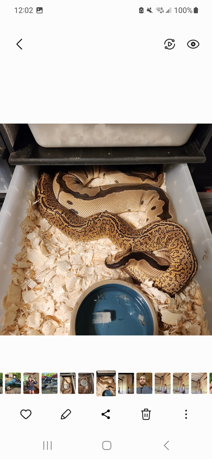 1.1 Double Het Monsoon Clown Ball Python by Triangle Reptile and ...