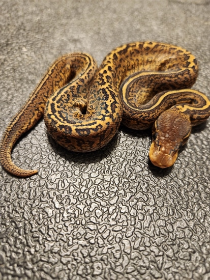 Monsoon Ball Python by Triangle Reptile and Rodents