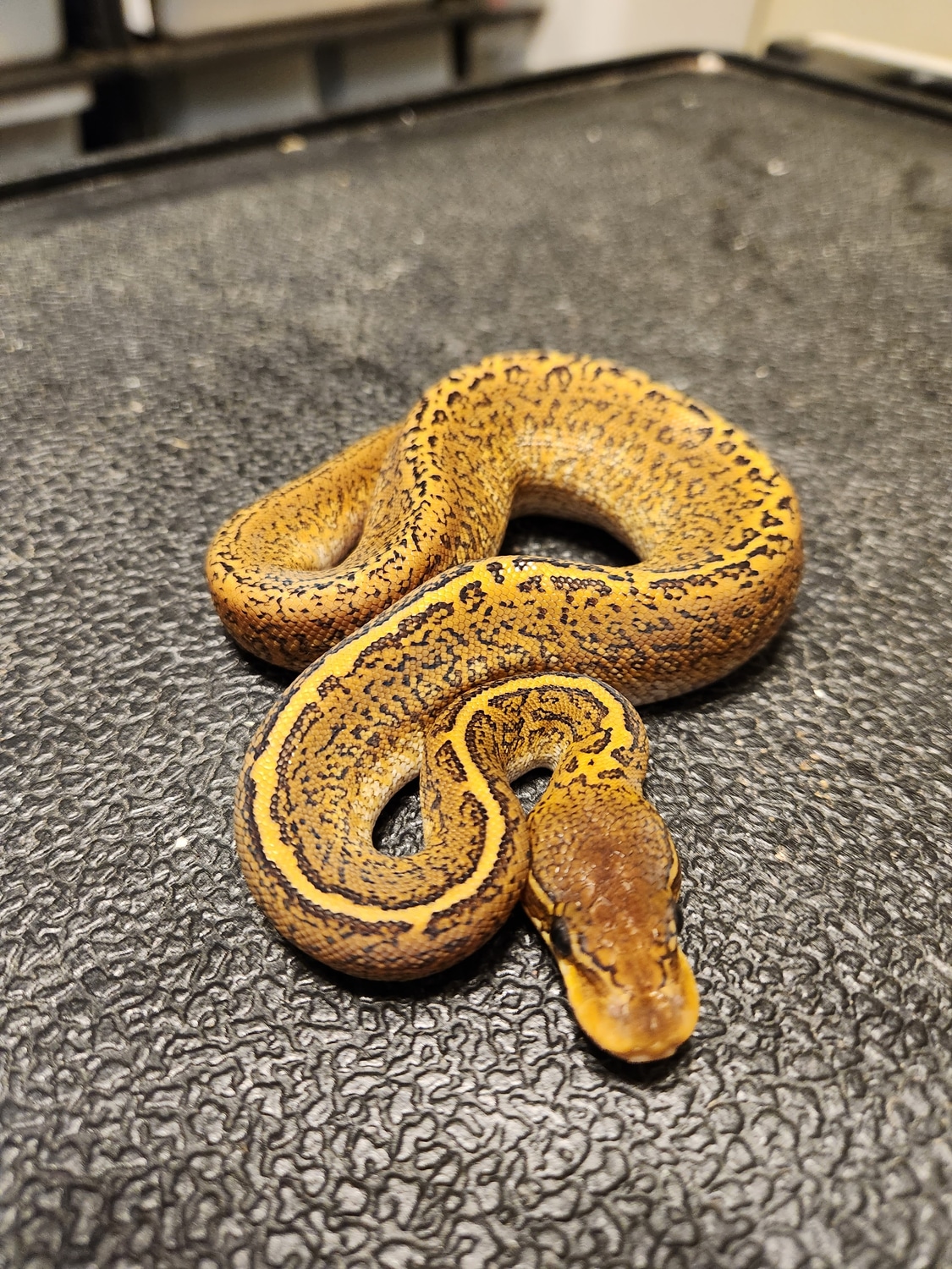 Special Monsoon Ball Python By Triangle Reptile And Rodents Morphmarket