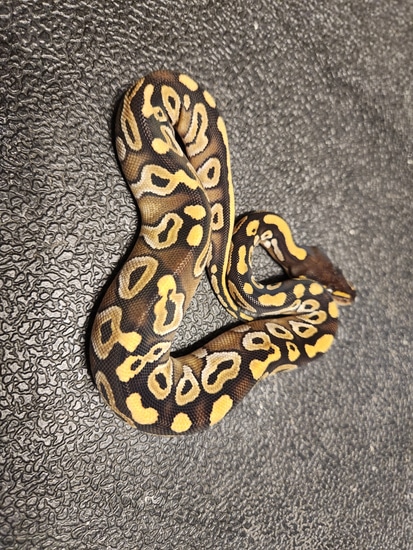 Mojave 66% Het Monsoon Ball Python by Triangle Reptile and Rodents
