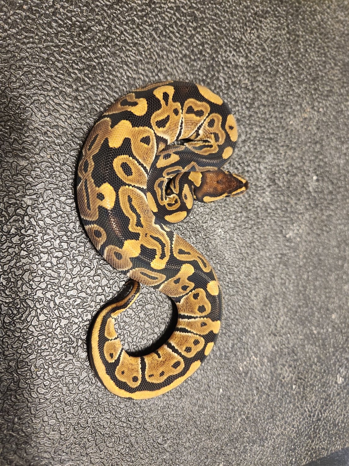 66% Het Monsoon Ball Python by Triangle Reptile and Rodents - MorphMarket