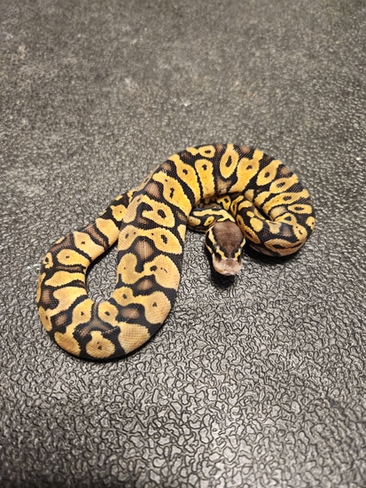 Pastel Het Monsoon Ball Python by Triangle Reptile and Rodents