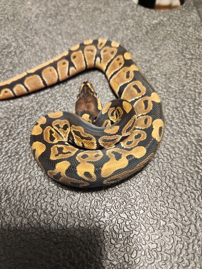 66% Het Monsoon Ball Python by Triangle Reptile and Rodents