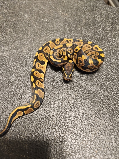 Double Het Monsoon Pied Ball Python by Triangle Reptile and Rodents
