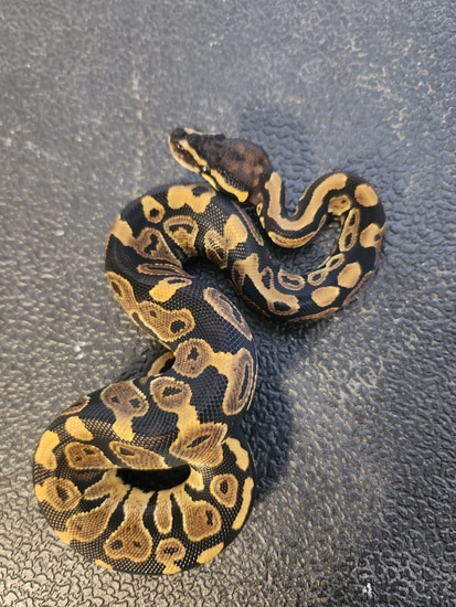 Double Het Monsoon Pied Pair Ball Python by Triangle Reptile and Rodents
