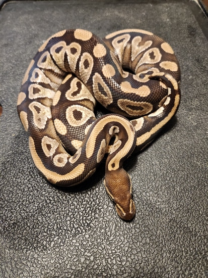 Mojave 50% Ph Monsoon Ball Python by Triangle Reptile and Rodents