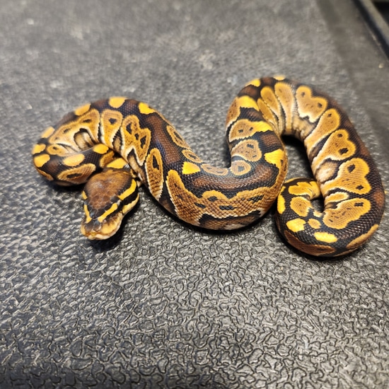 Special Het Monsoon Ball Python by Triangle Reptile and Rodents