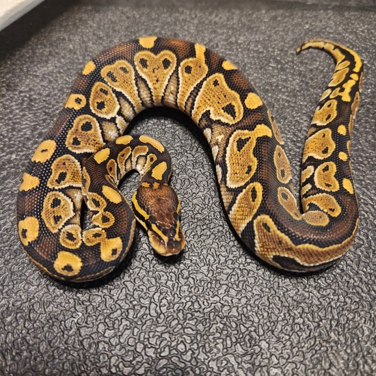 Special Het Monsoon Ball Python by Triangle Reptile and Rodents