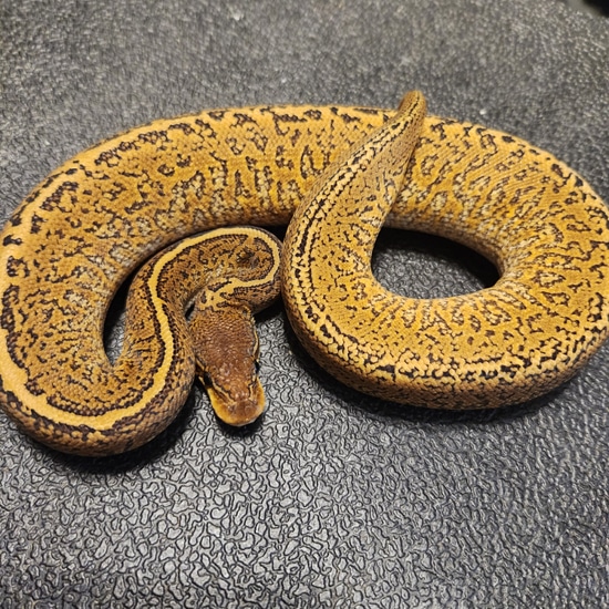 Special Monsoon Ball Python By Triangle Reptile And Rodents