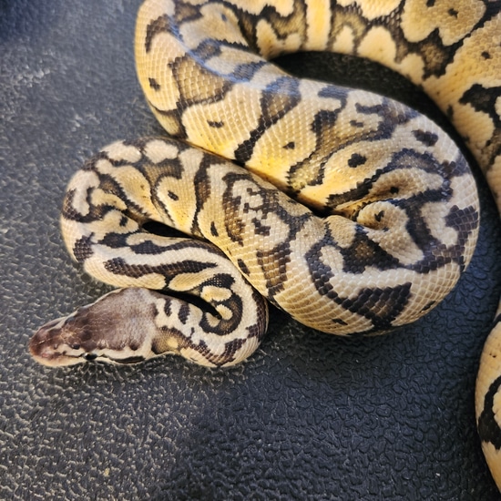 Pastel Het Monsoon Ball Python by Triangle Reptile and Rodents