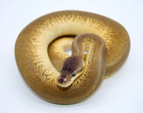 Pastel Monsoon Ball Python by Triangle Reptile and Rodents