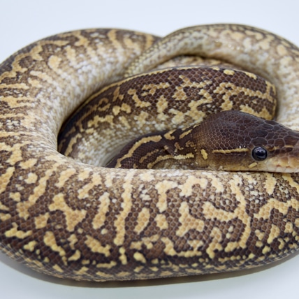 Triangle Reptile and Rodents - MorphMarket