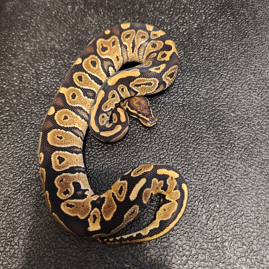 Male Special DH Monsoon Pied Ball Python by Triangle Reptile and Rodents