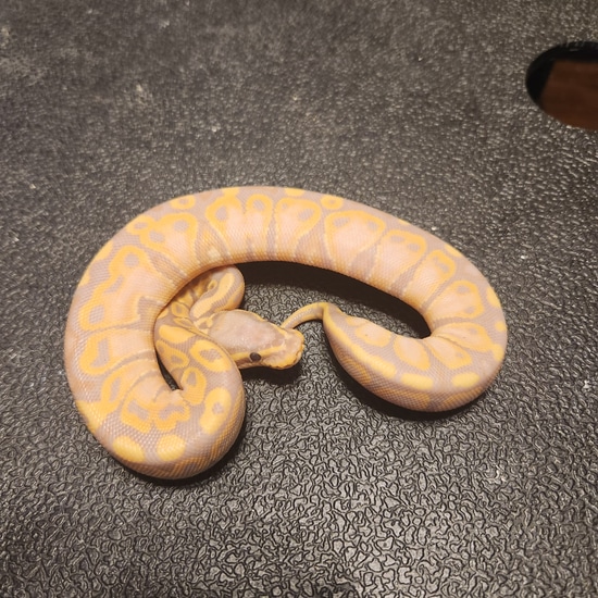 Banana Het Monsoon Ball Python by Triangle Reptile and Rodents