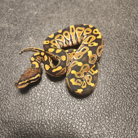 Special Dh Monsoon Clown Ball Python by Triangle Reptile and Rodents