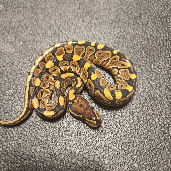 Special Het Monsoon Ball Python by Triangle Reptile and Rodents